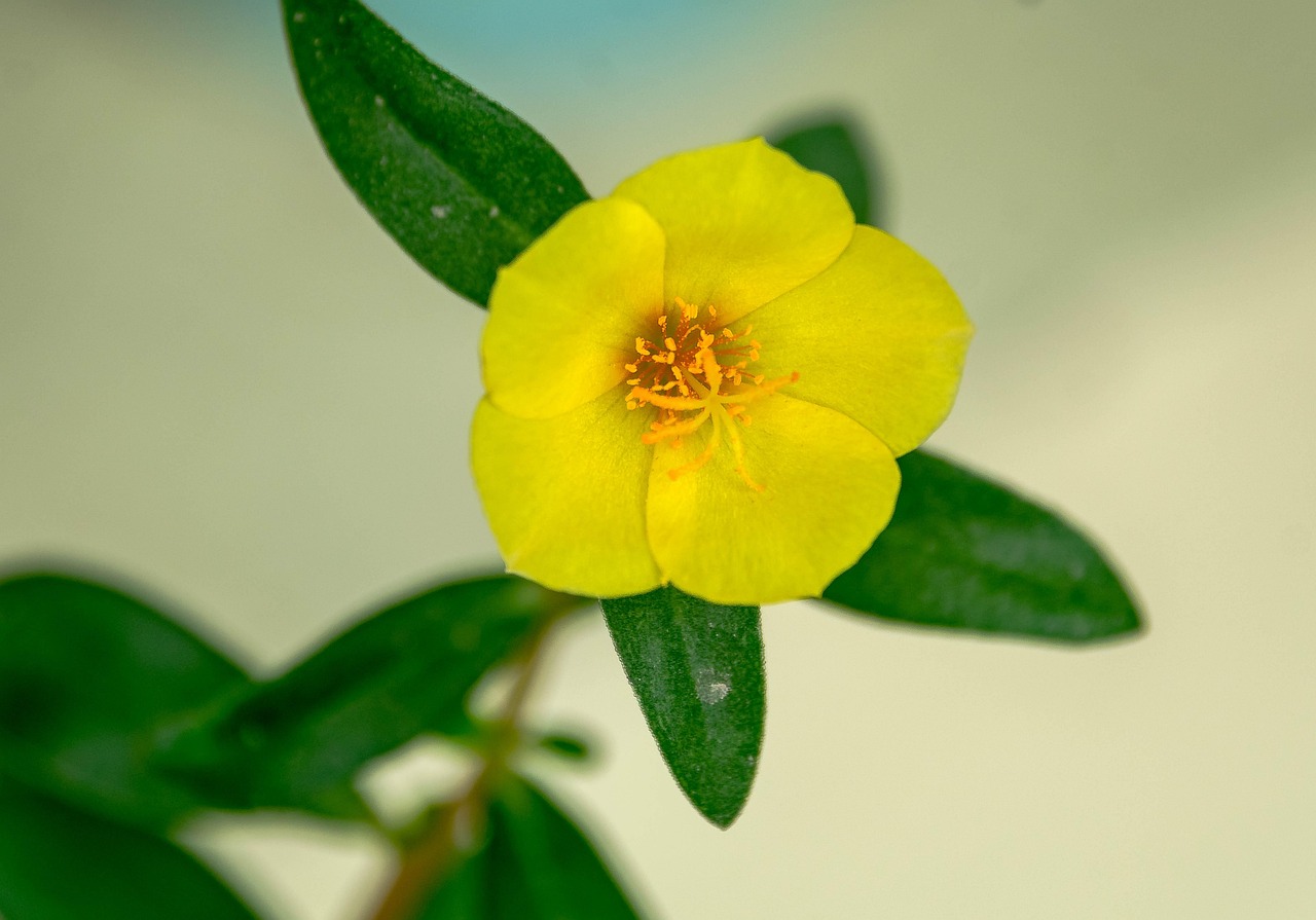 Kukka Keltainen Luonne - Ilmainen valokuva Pixabayssa - Pixabay