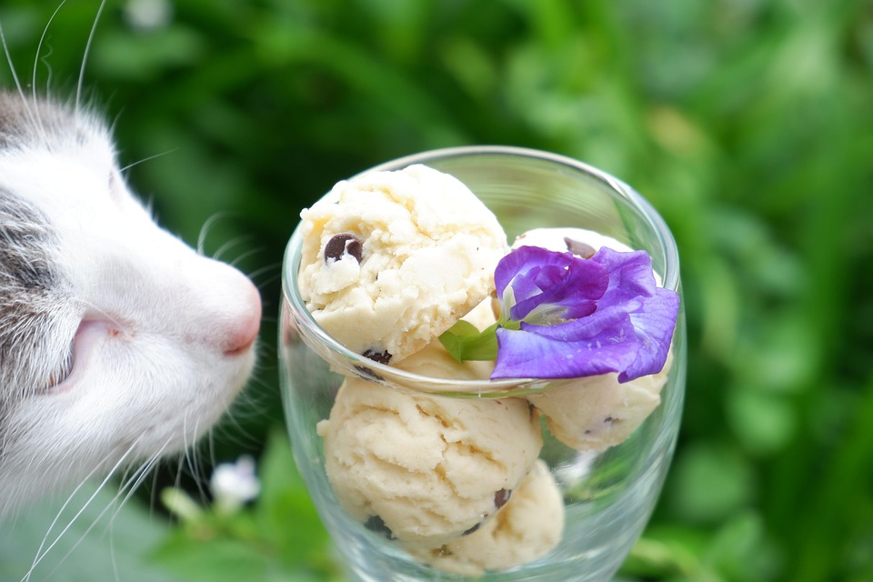 Cat Dessert Yummy Ice - Free photo on Pixabay