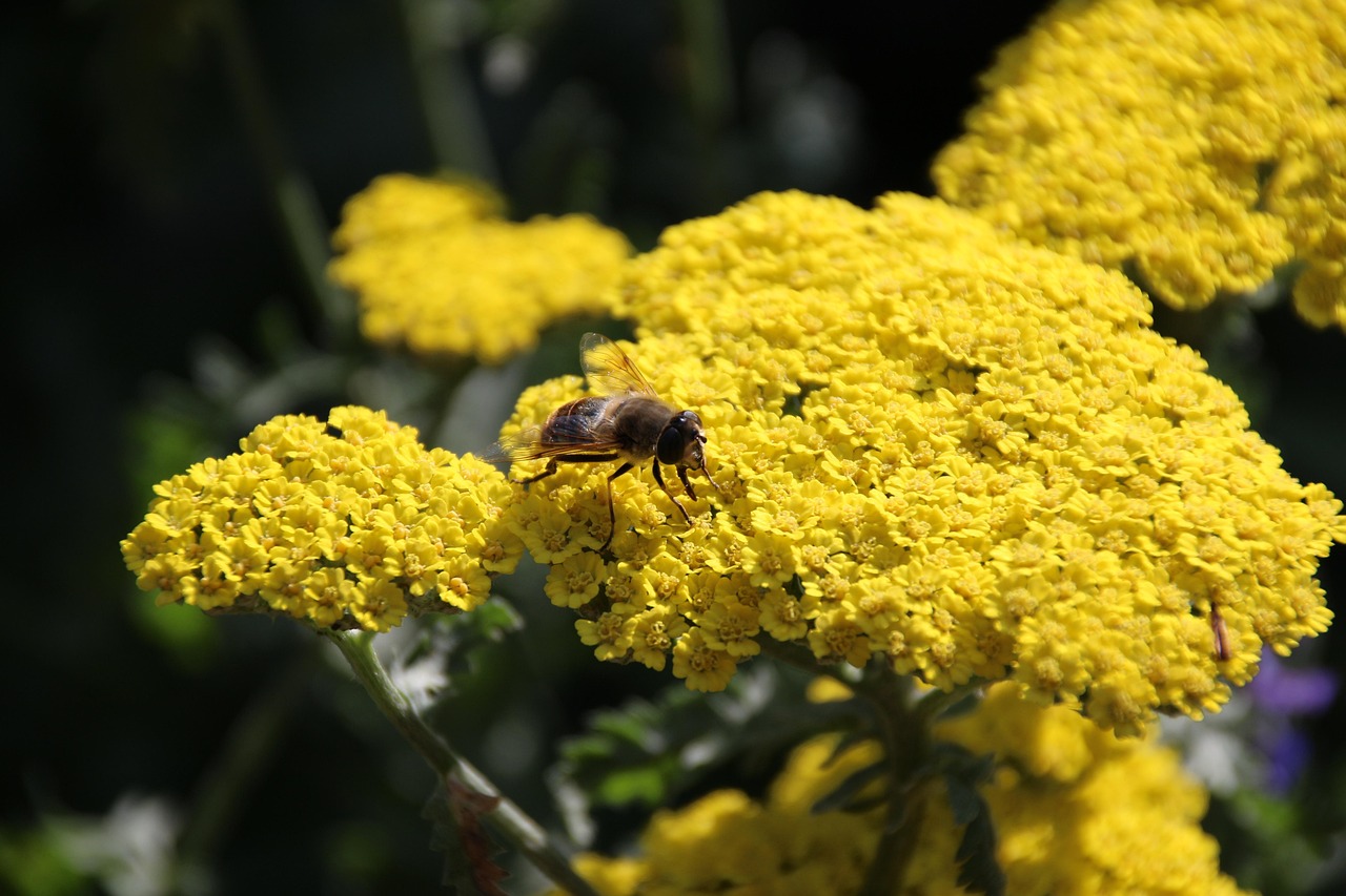 Bee Insect Pollinate - Free photo on Pixabay - Pixabay
