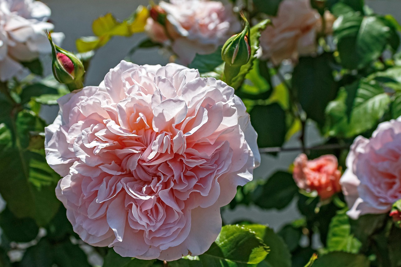 Rose Flower Blooms At - Free photo on Pixabay
