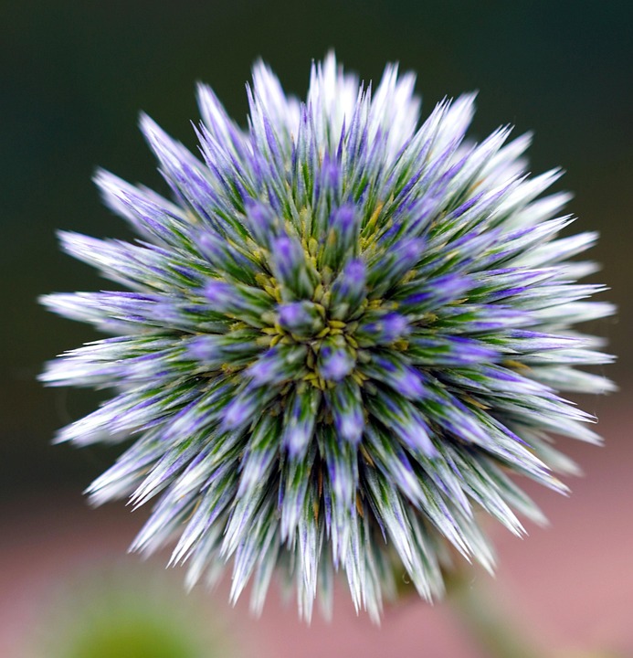 Chardon Fleur Épineux - Photo gratuite sur Pixabay - Pixabay