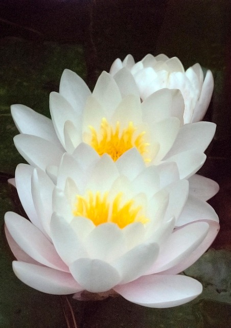 Bunga Lili Air Kolam - Foto gratis di Pixabay - Pixabay