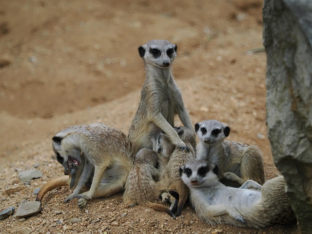 Meerkat Animal Mammal - Free photo on Pixabay - Pixabay