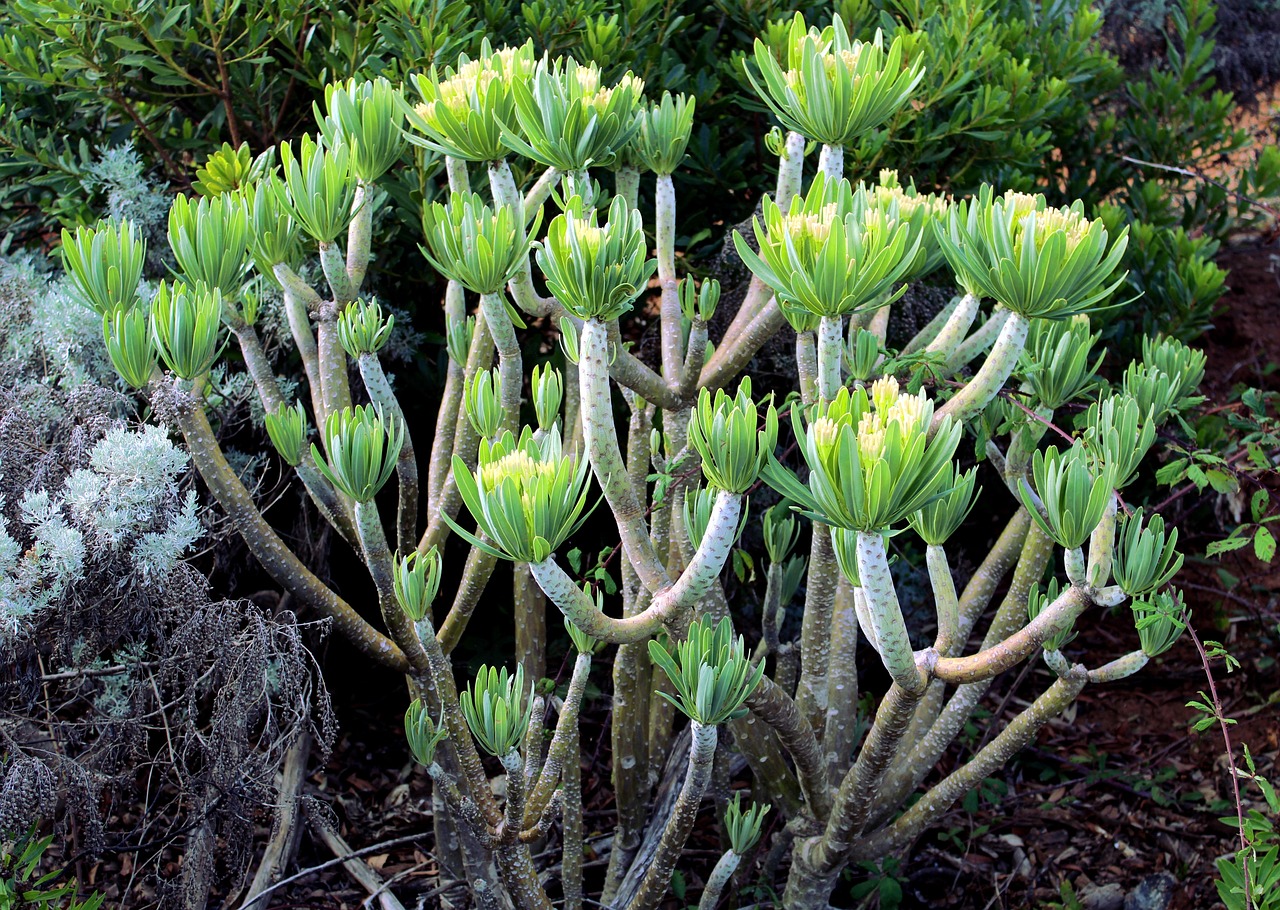 Plantar Desmoronar Suculentos - Foto gratuita no Pixabay - Pixabay