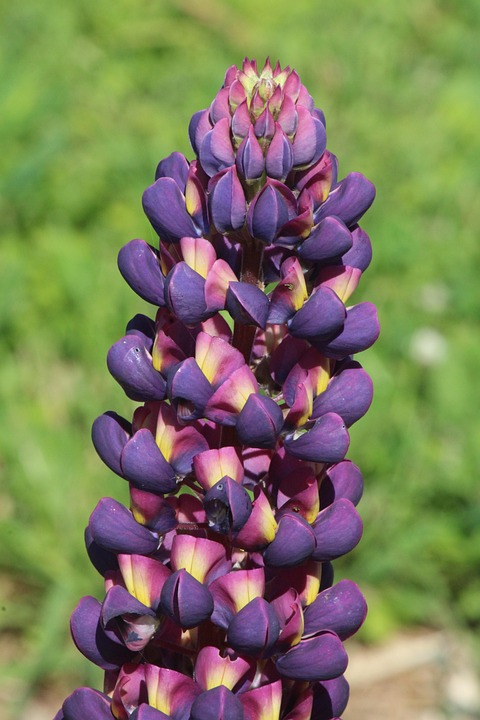 Blomma Botanik Tillväxt - Gratis foto på Pixabay