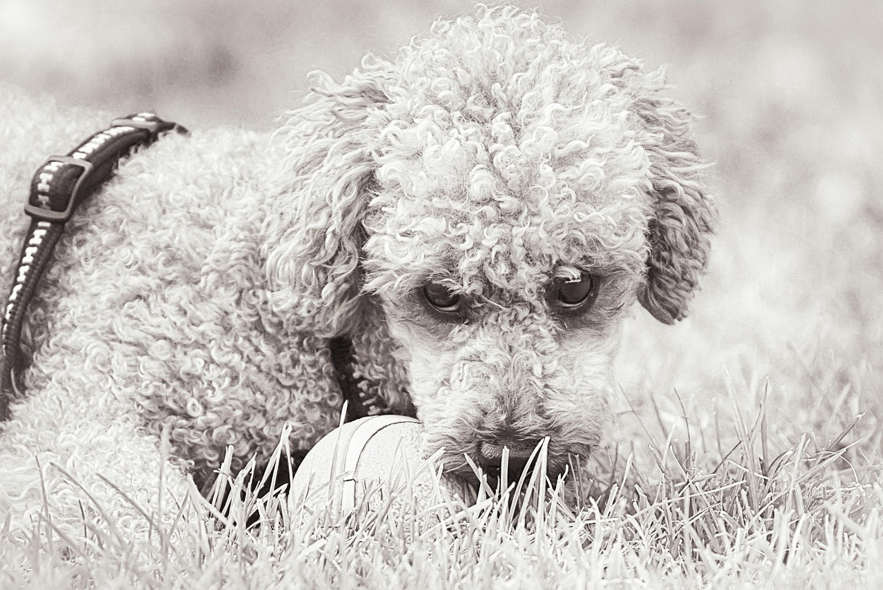 400+ Free Poodle & Dog Photos - Pixabay
