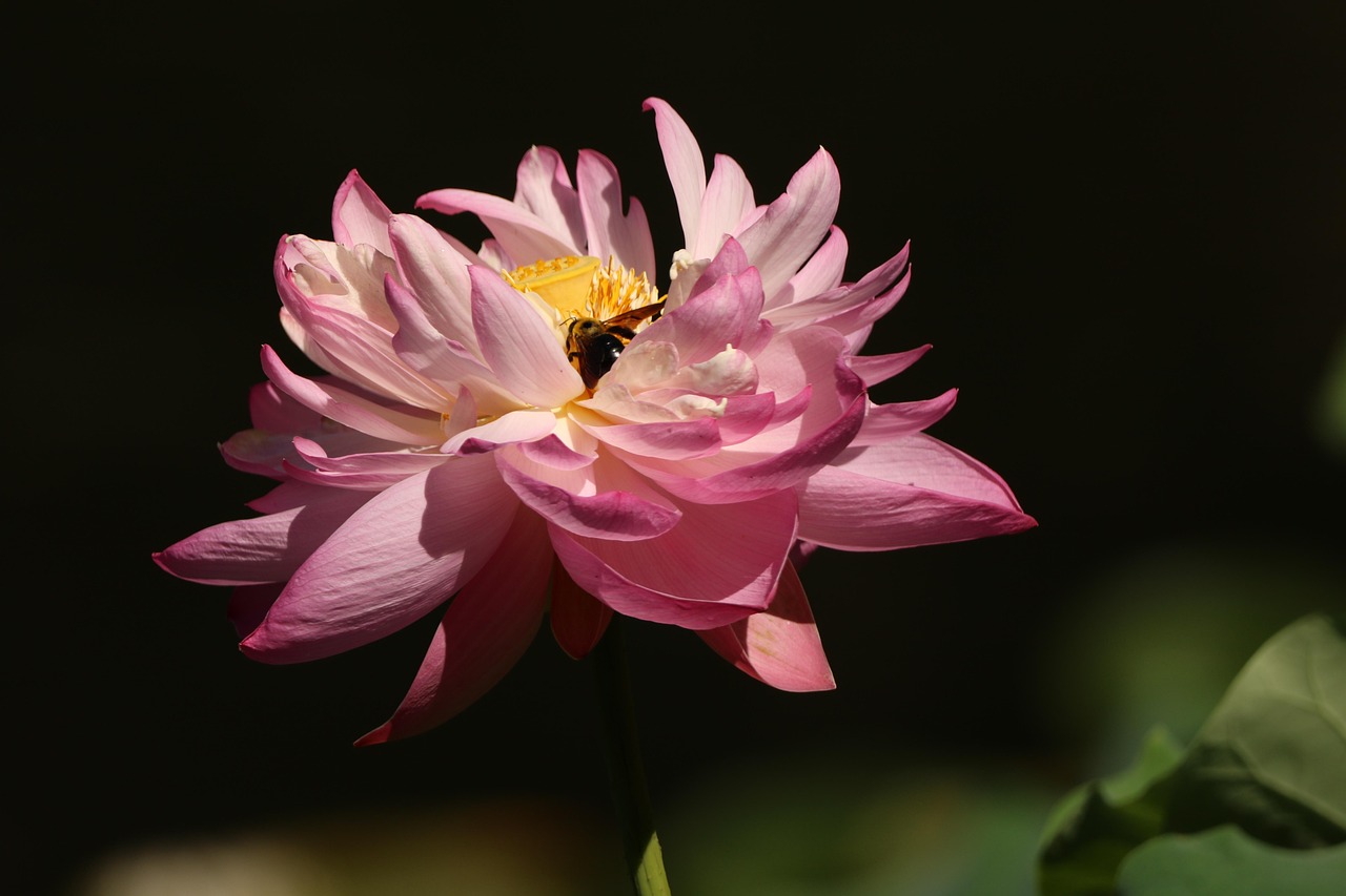 4,000+ Free Hibiscus & Nature Images - Pixabay