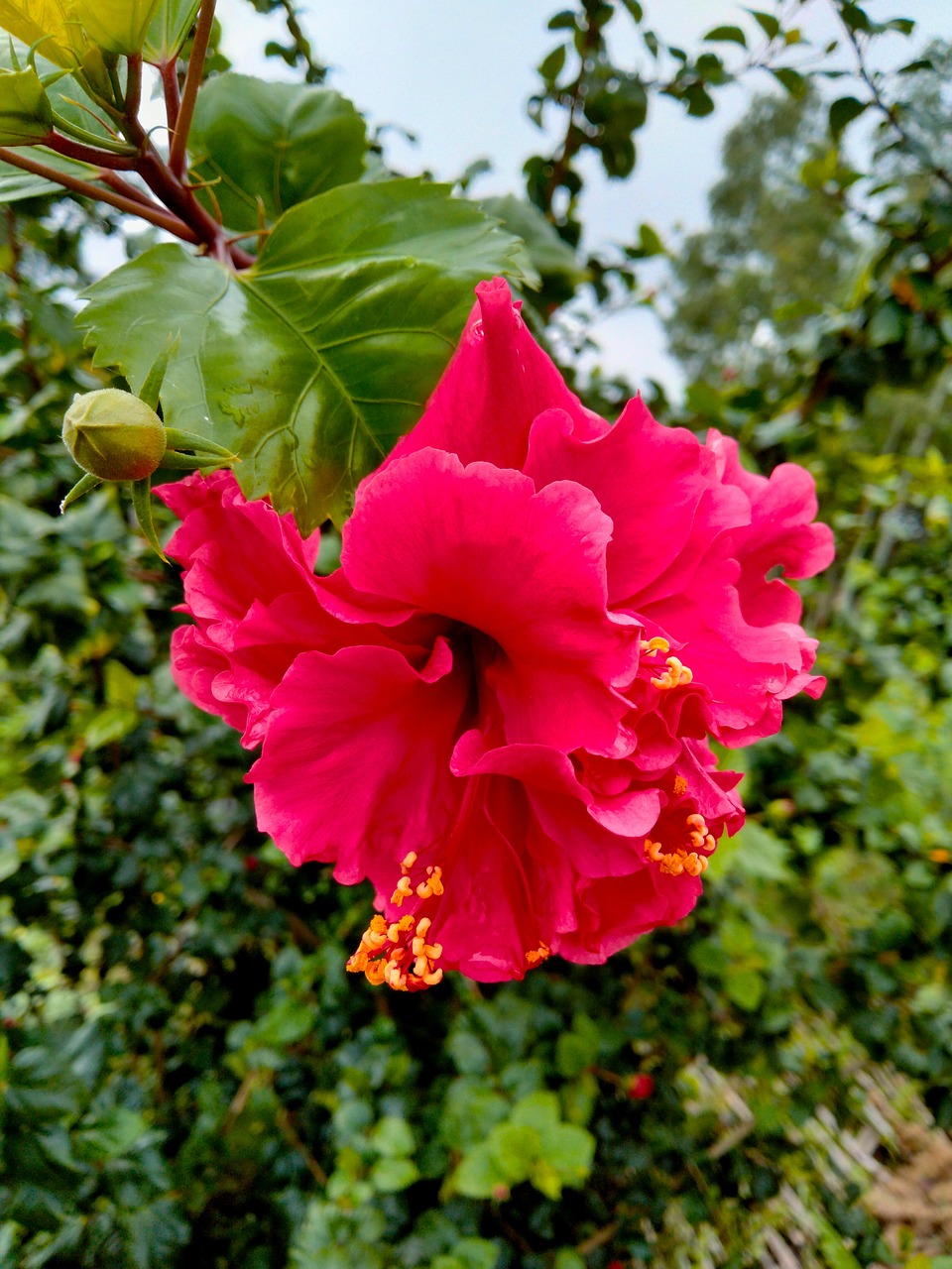 Flower Hd Urahul Photographer - Free photo on Pixabay - Pixabay
