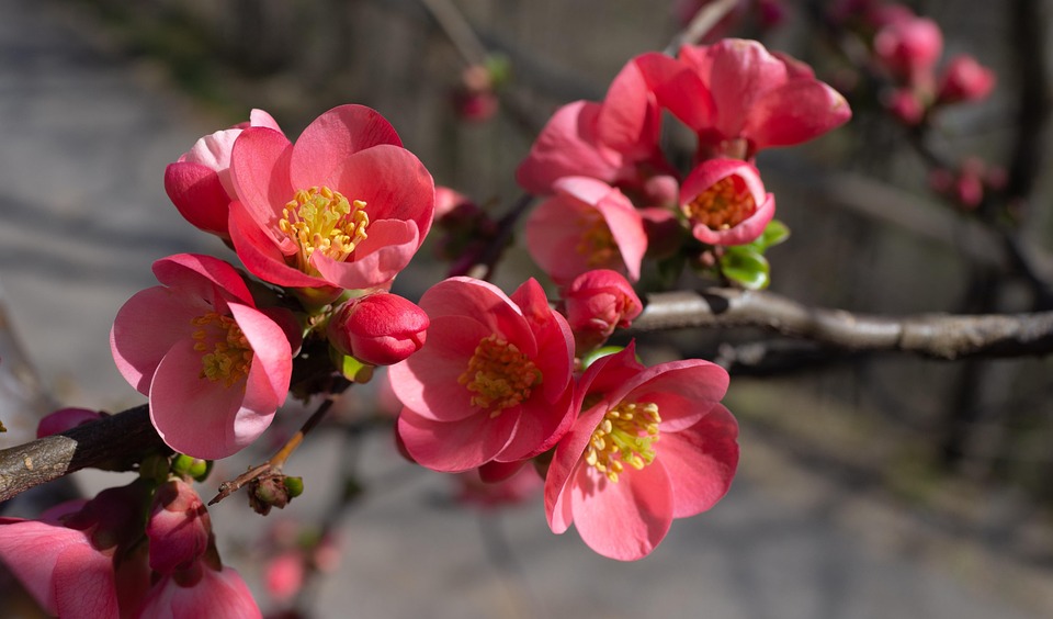 Blühende Quitte Blumen Rote - Kostenloses Foto auf Pixabay