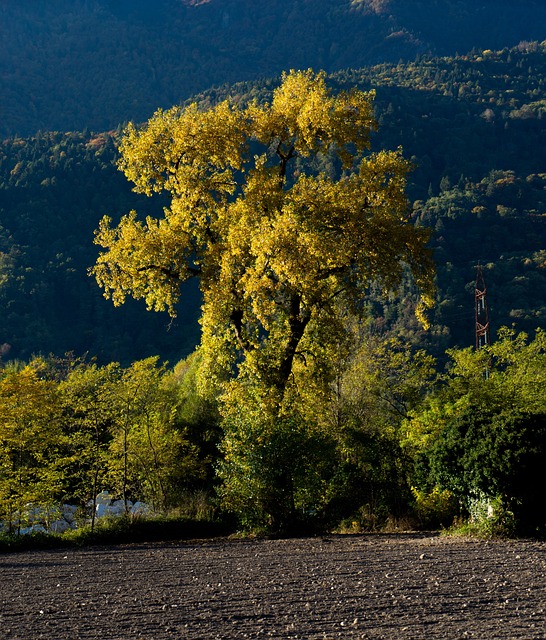 Countryside Trees Storo - Free photo on Pixabay