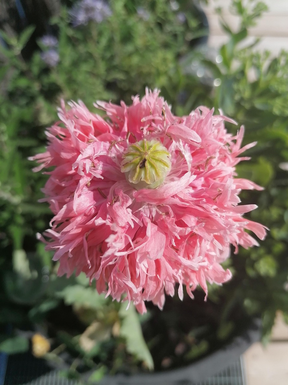 Fleur Coquelicot Rose - Photo gratuite sur Pixabay - Pixabay