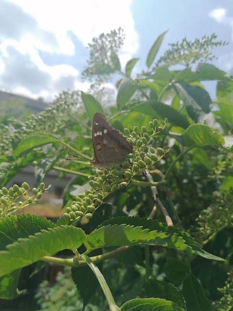 Butterfly Elder Elderflower - Free photo on Pixabay - Pixabay