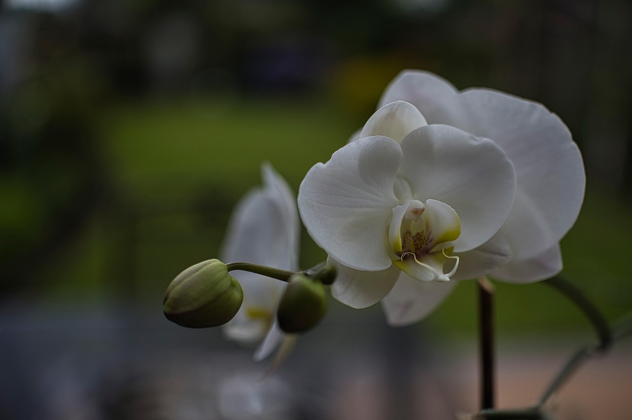Bunga Anggrek Kelopak - Foto gratis di Pixabay - Pixabay