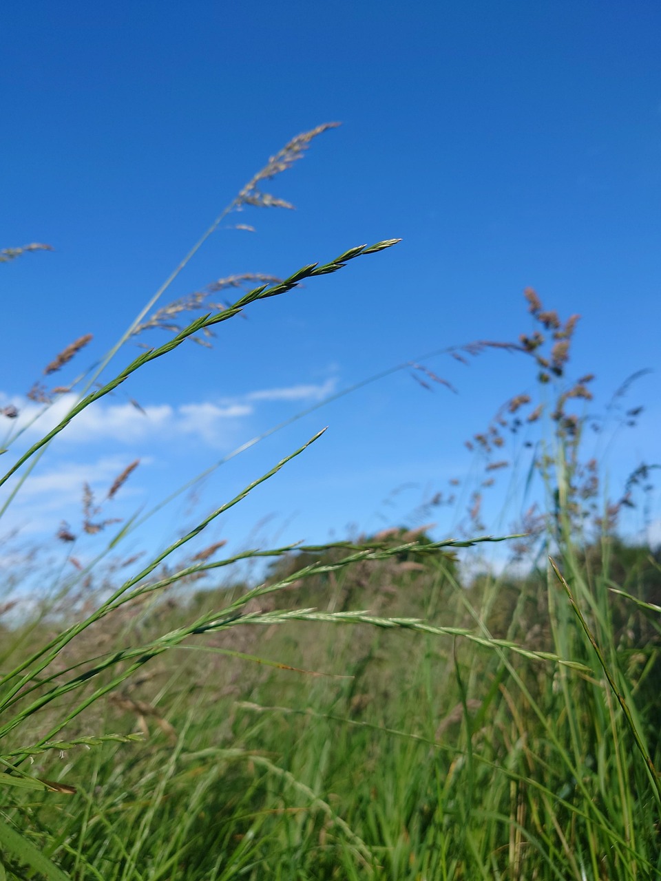 Verão Relva Sementes De Grama - Foto gratuita no Pixabay - Pixabay