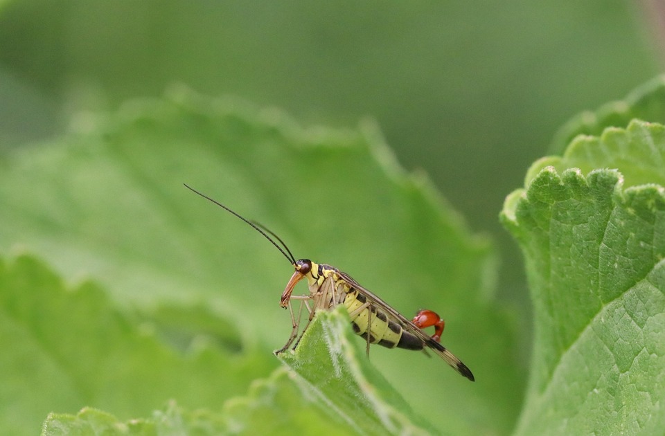 Scorpionfly Insect Animal - Free photo on Pixabay