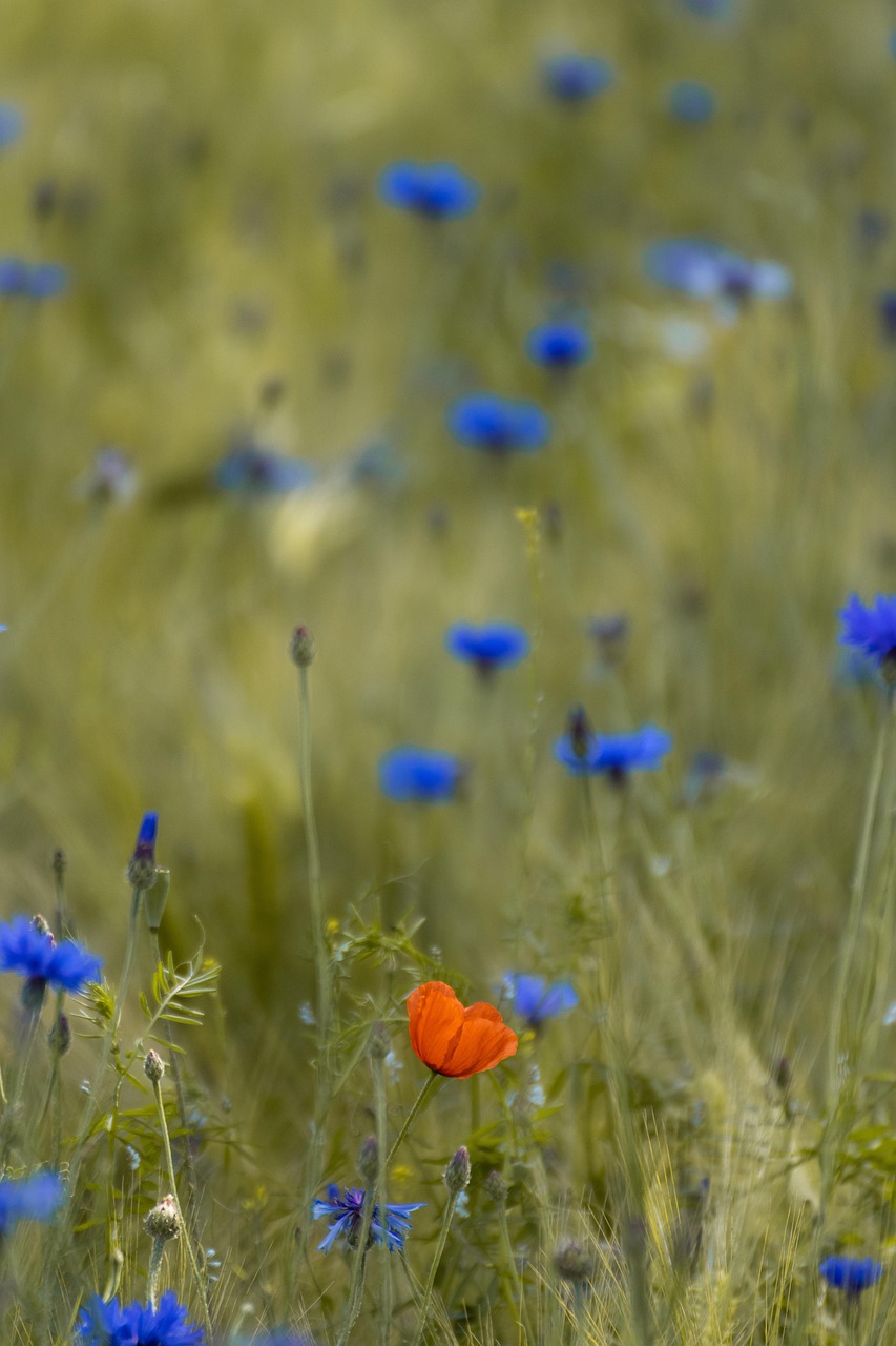 Wheat Field Cornflowers - Free photo on Pixabay - Pixabay