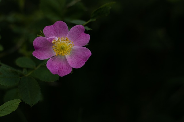 狗玫瑰 花 植物 - Pixabay上的免费照片 - Pixabay