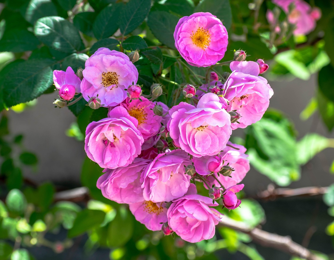 Pink Roses Flowers - Free photo on Pixabay - Pixabay