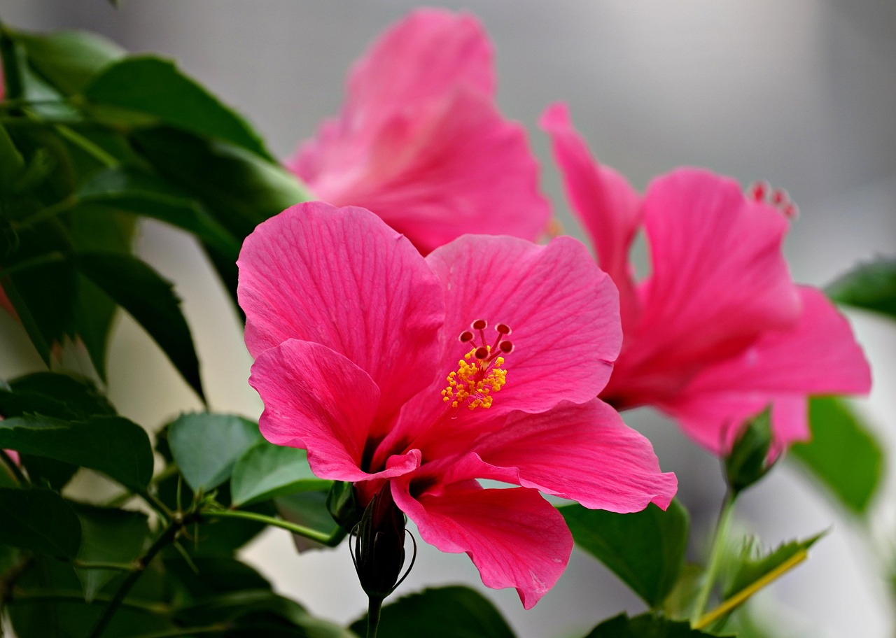 Pink Hibiscus Flower - Free photo on Pixabay