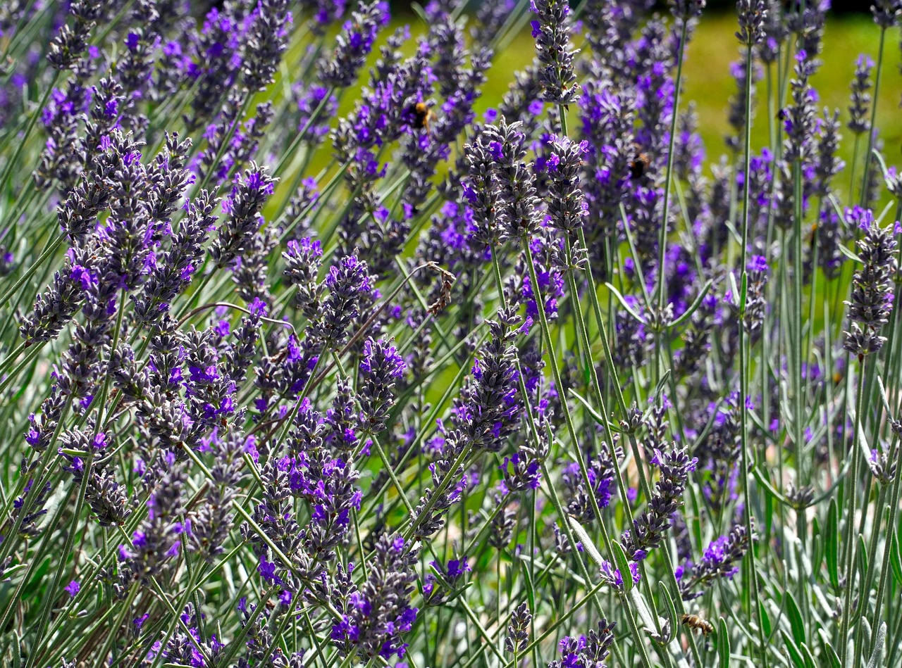 Lavender Bunga-Bunga Padang Rumput - Foto gratis di Pixabay - Pixabay