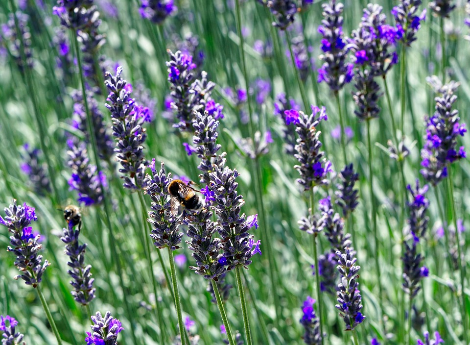 Lavender Bunga-Bunga Lebah - Foto gratis di Pixabay - Pixabay