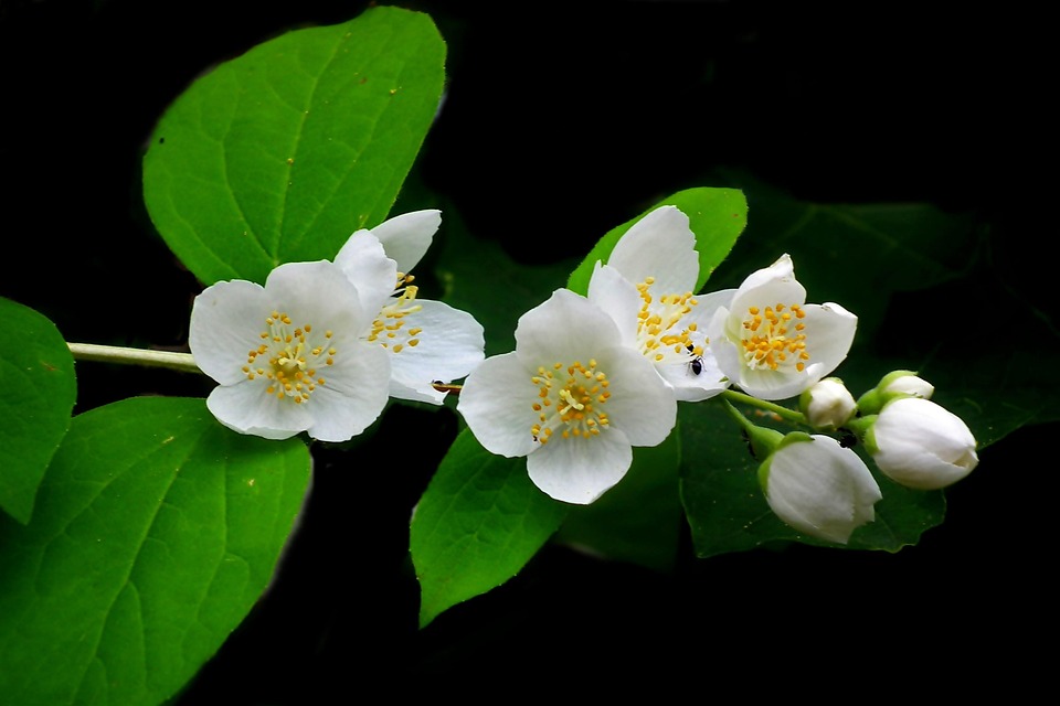 茉莉花 花朵 白 - Pixabay上的免费照片 - Pixabay