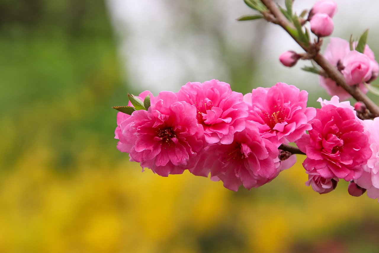 Fleur De Pêche Arbre - Photo gratuite sur Pixabay - Pixabay