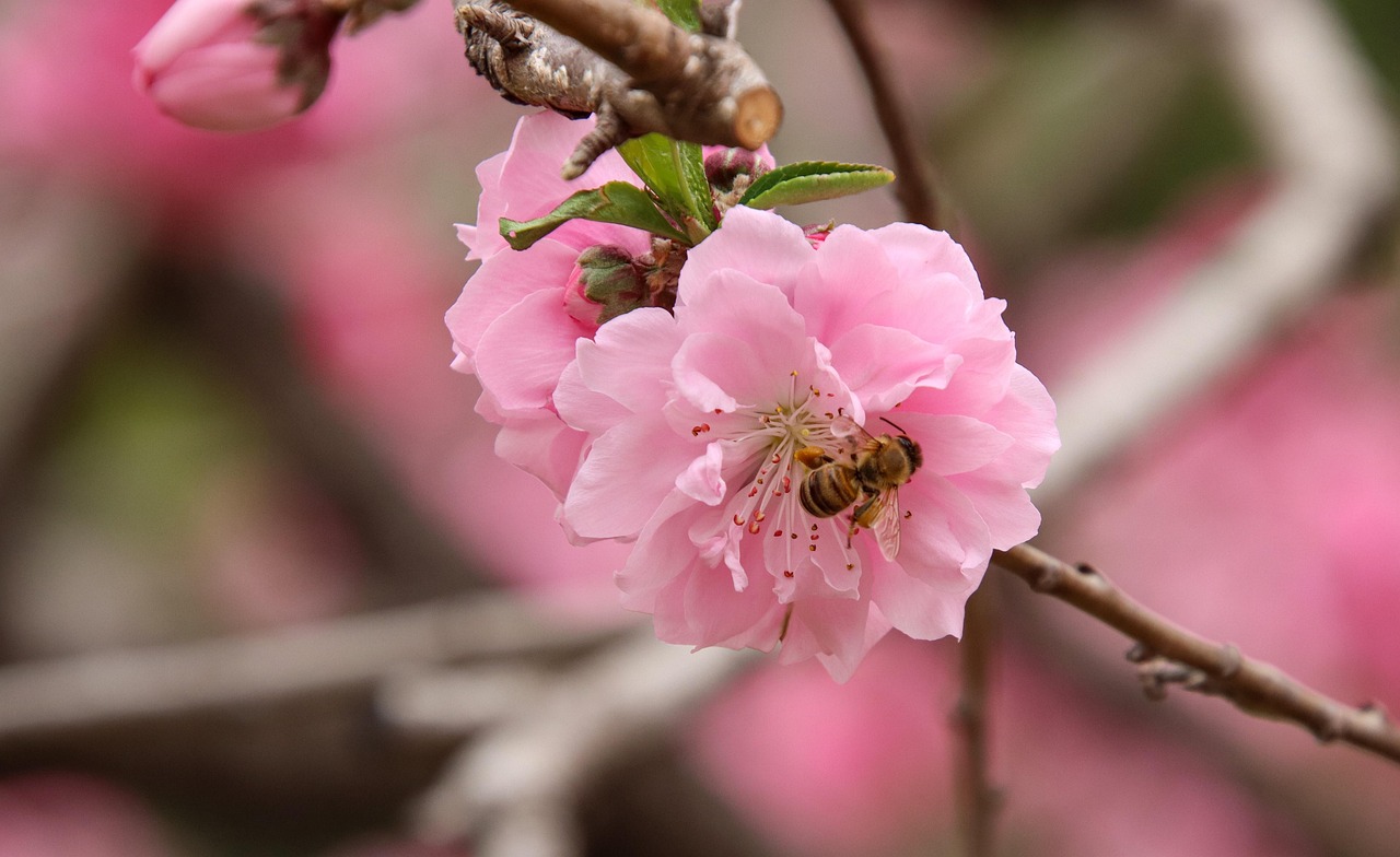 60,000+ Free Peach Flower & Nature Images - Pixabay