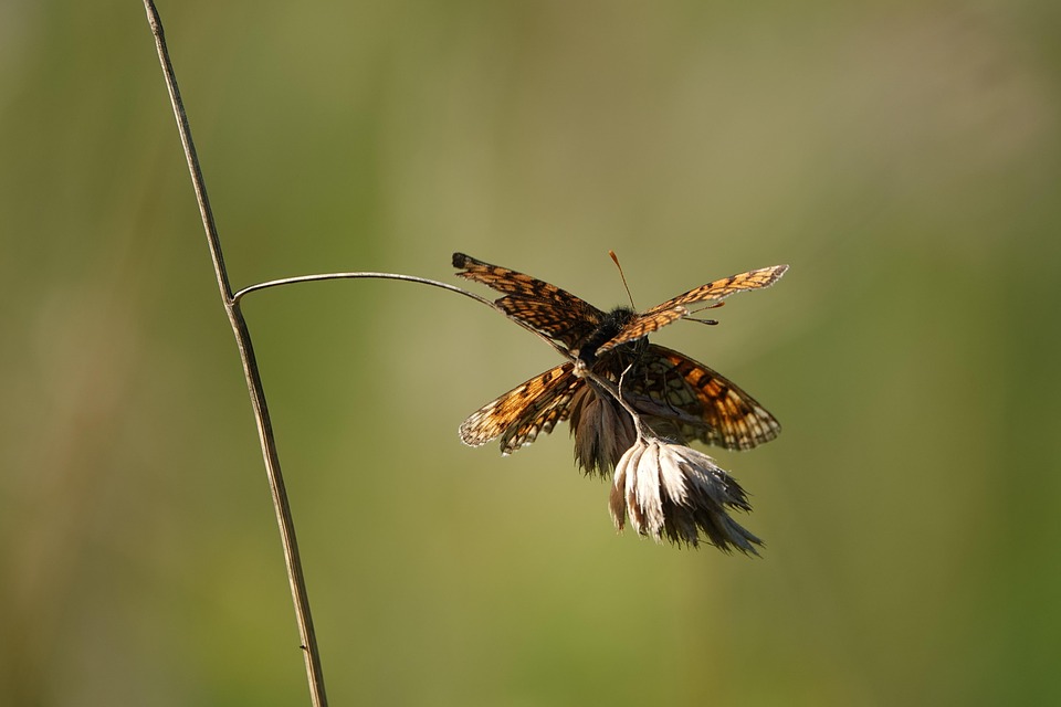 Insecto Fritillary Alas - Foto gratis en Pixabay - Pixabay
