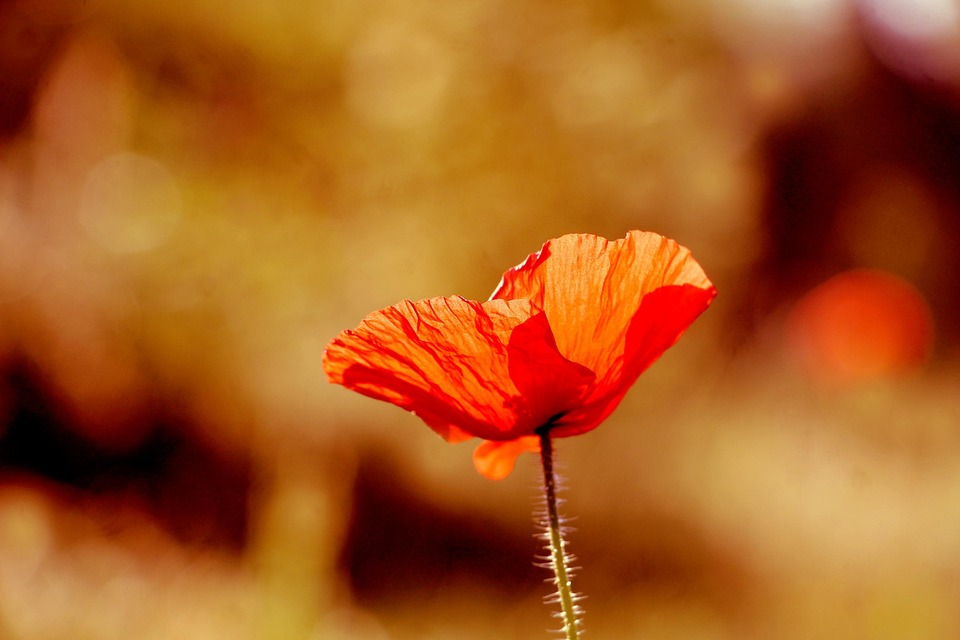 Opium Poppy Merah Bunga - Foto gratis di Pixabay - Pixabay