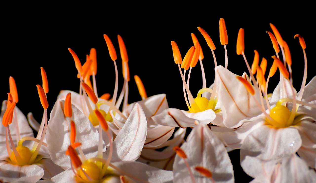 Flores Botánica Bloom - Foto gratis en Pixabay - Pixabay