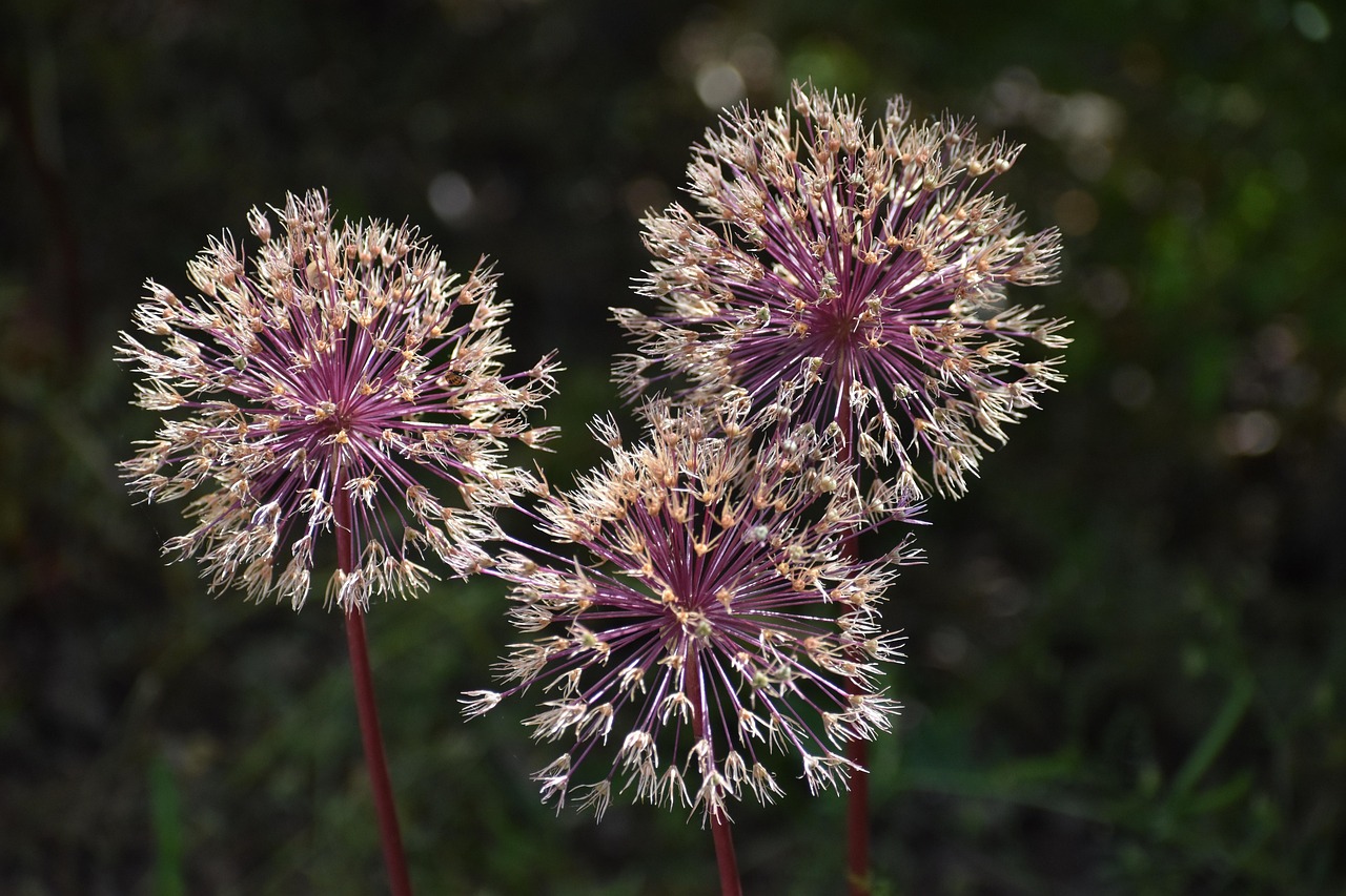 Flowers Ornamental Onion Allium - Free photo on Pixabay - Pixabay
