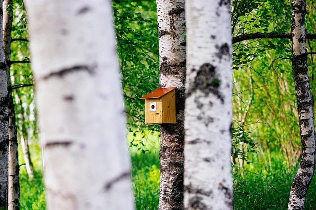 Nature Birdhouse Bird House - Free photo on Pixabay - Pixabay