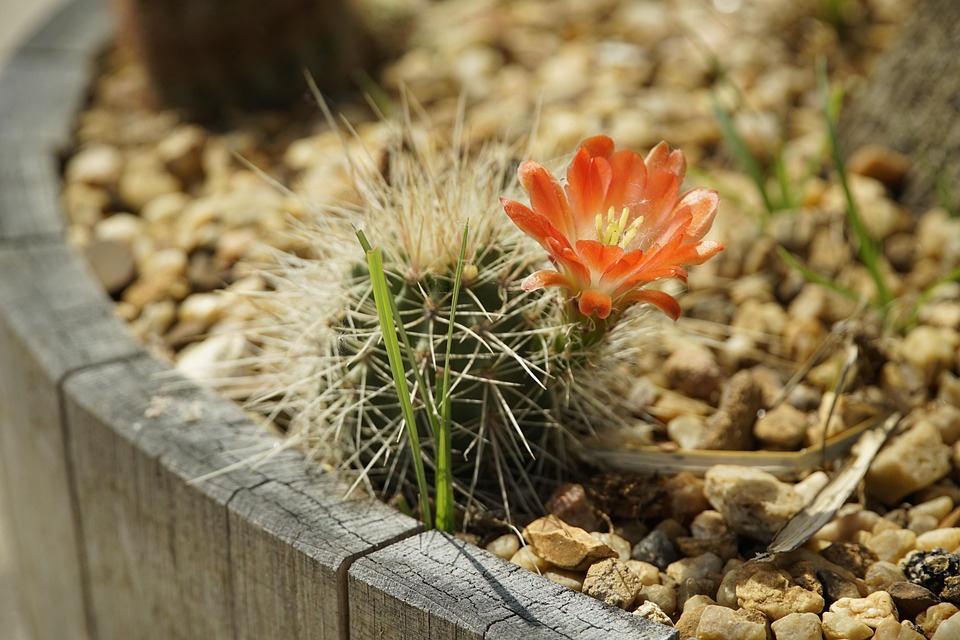 Die Kaktusblüte Kaktus Saftig - Kostenloses Foto auf Pixabay - Pixabay