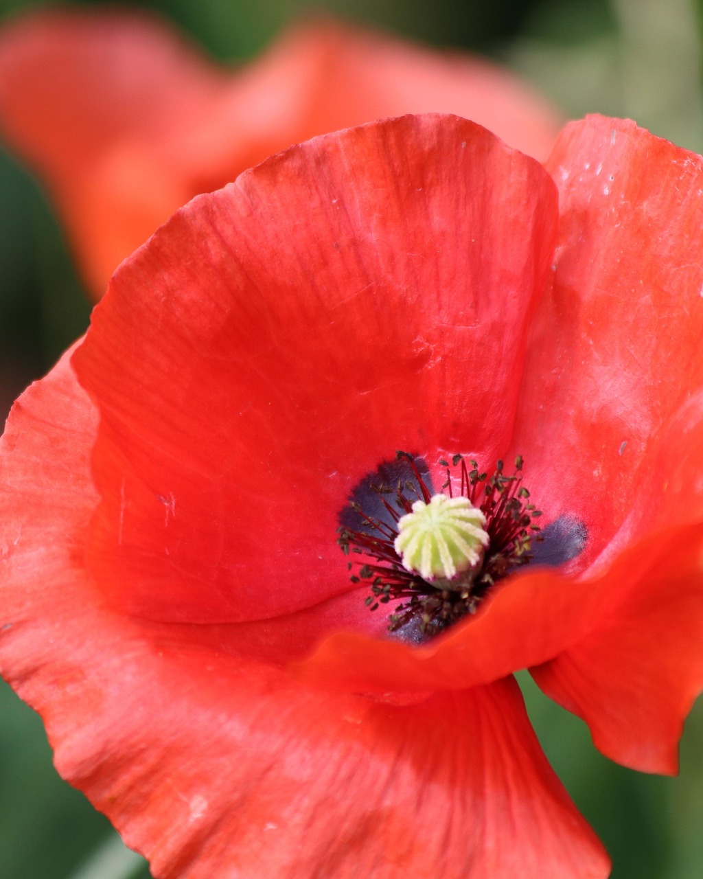 Kukka Unikko Luonne - Ilmainen valokuva Pixabayssa - Pixabay
