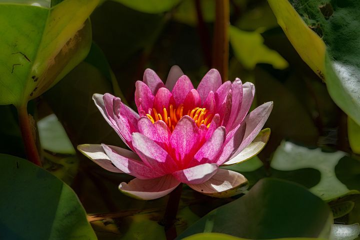100+ Free Lutein & Flower Images - Pixabay