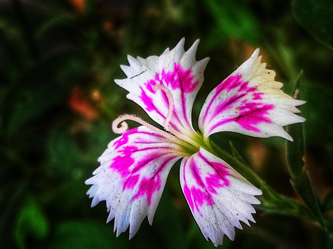 Natur Blume Fotografie - Kostenloses Foto auf Pixabay - Pixabay