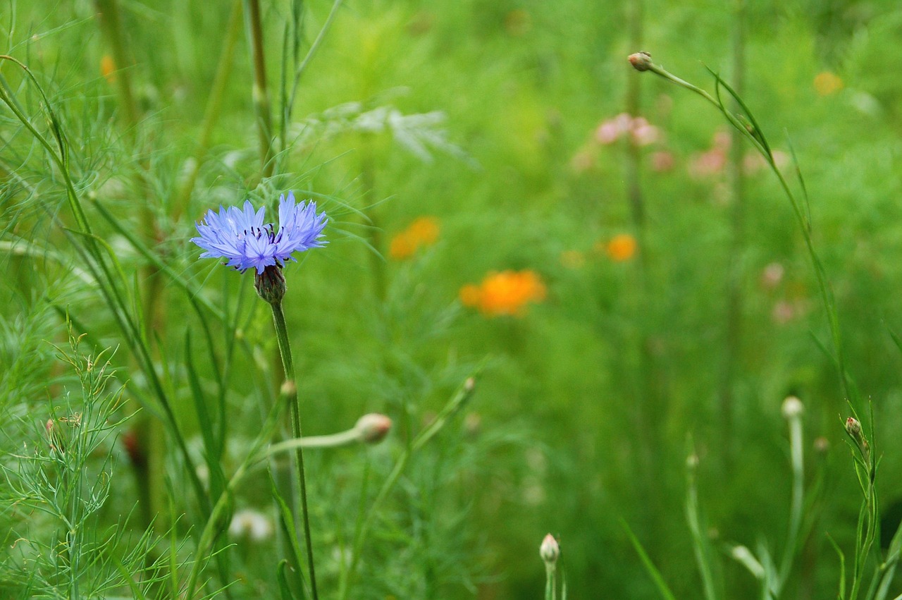 Flowers Field Botany - Free photo on Pixabay - Pixabay