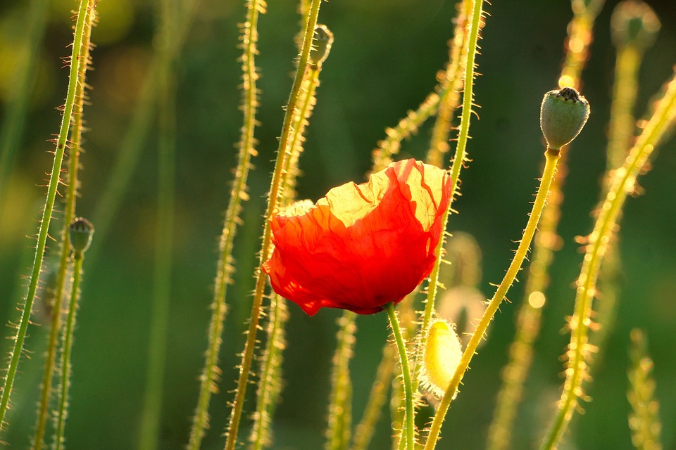 Opium Poppy Merah Bunga - Foto gratis di Pixabay - Pixabay