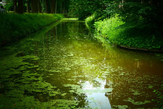 Water Ditch Pond - Free photo on Pixabay - Pixabay
