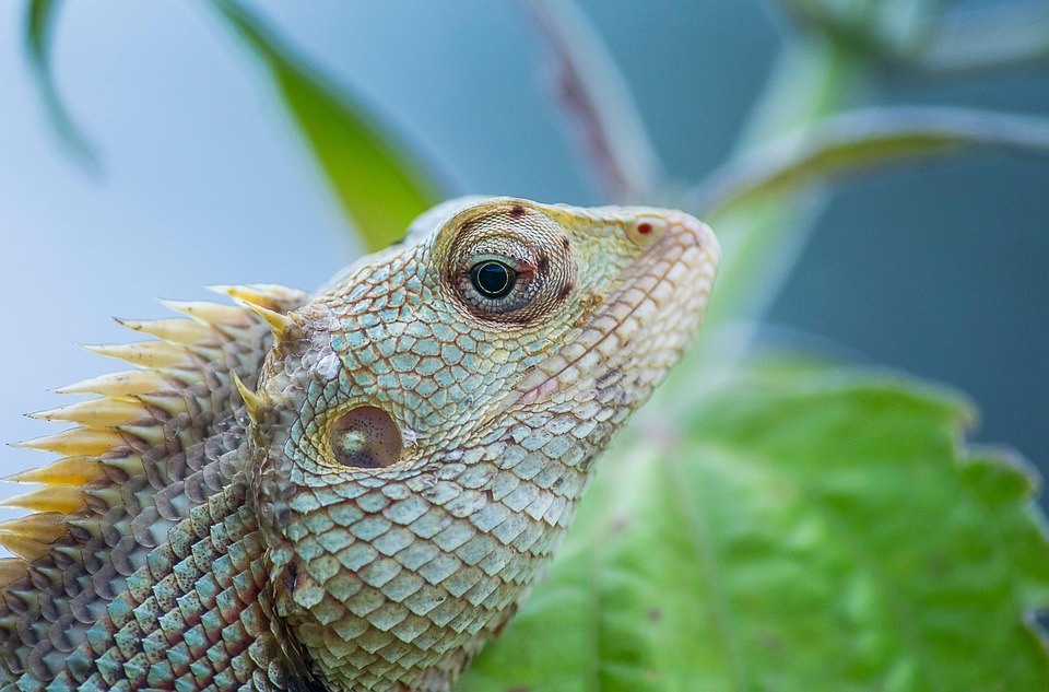 Animal Wildlife Chameleon - Free photo on Pixabay
