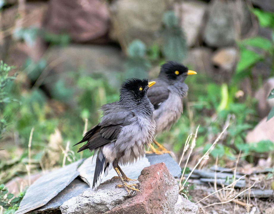 Myna Pair Bird - Free photo on Pixabay - Pixabay