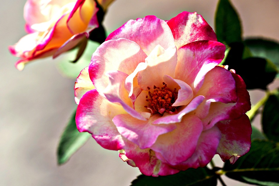 Rose Fleur Flore - Photo gratuite sur Pixabay - Pixabay