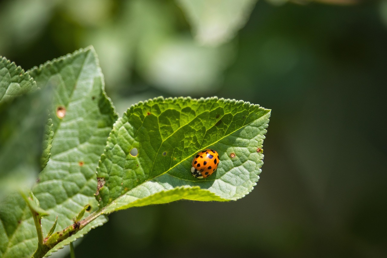 Ladybird Bug Foliage - Free photo on Pixabay - Pixabay
