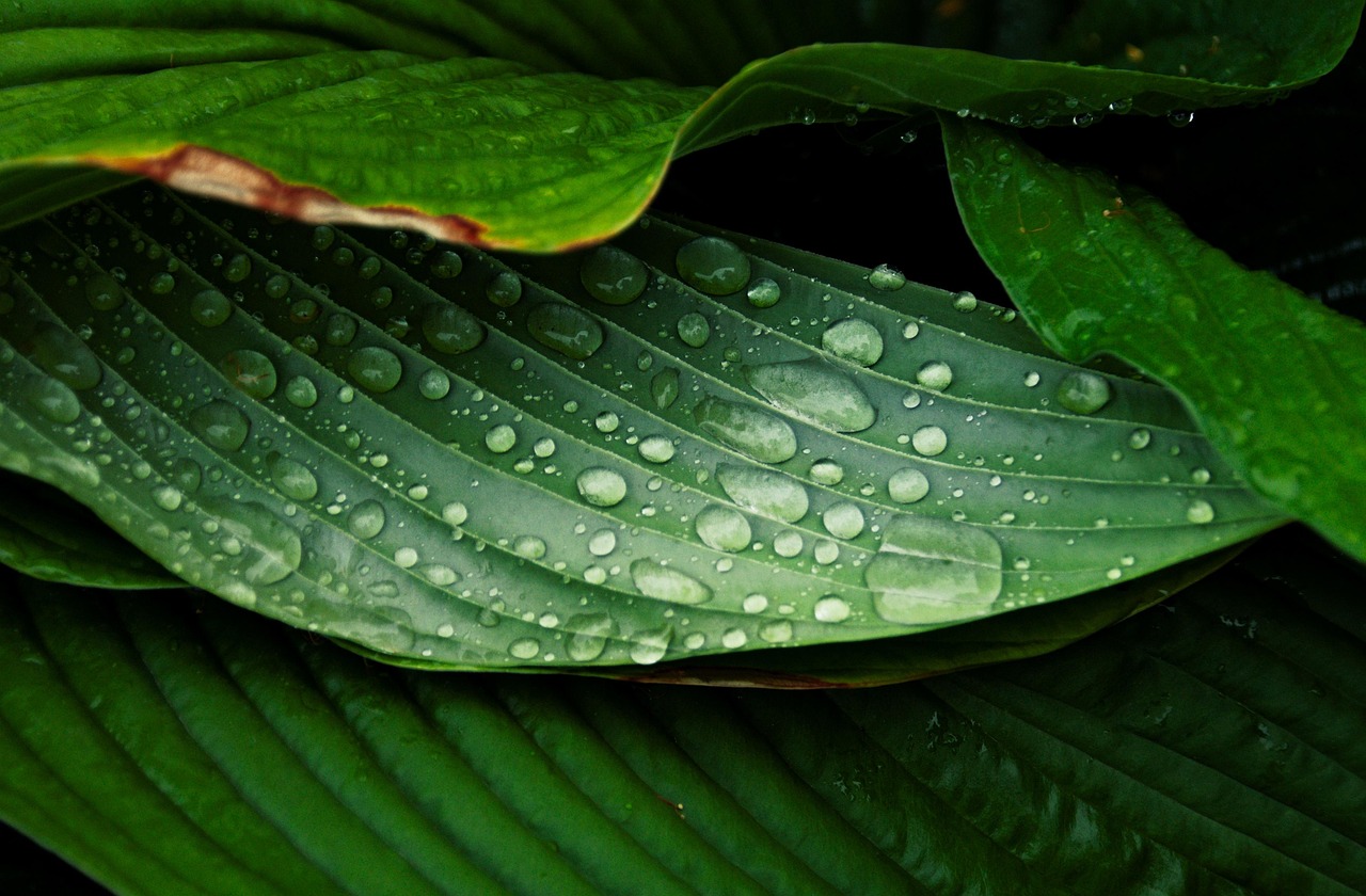 Leaves Raindrops Foliage - Free photo on Pixabay - Pixabay