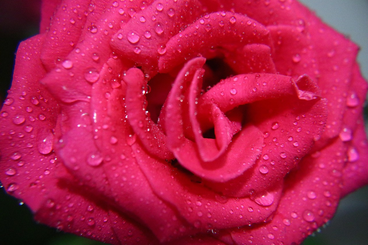 80+ Free Gross-Rosen & Rose Images - Pixabay