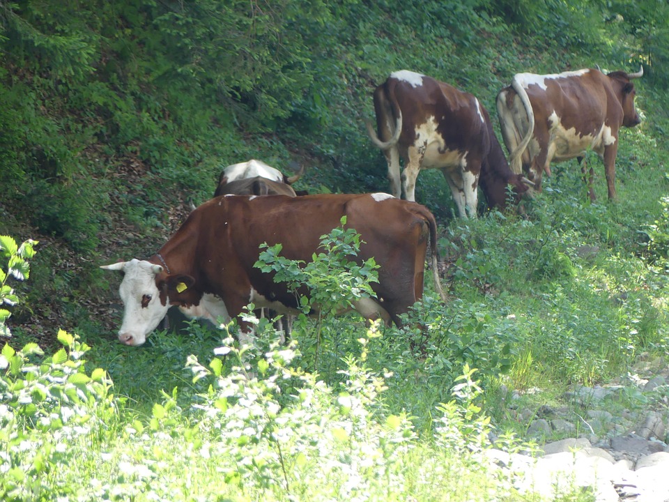 Cow Animal Farm - Free photo on Pixabay - Pixabay