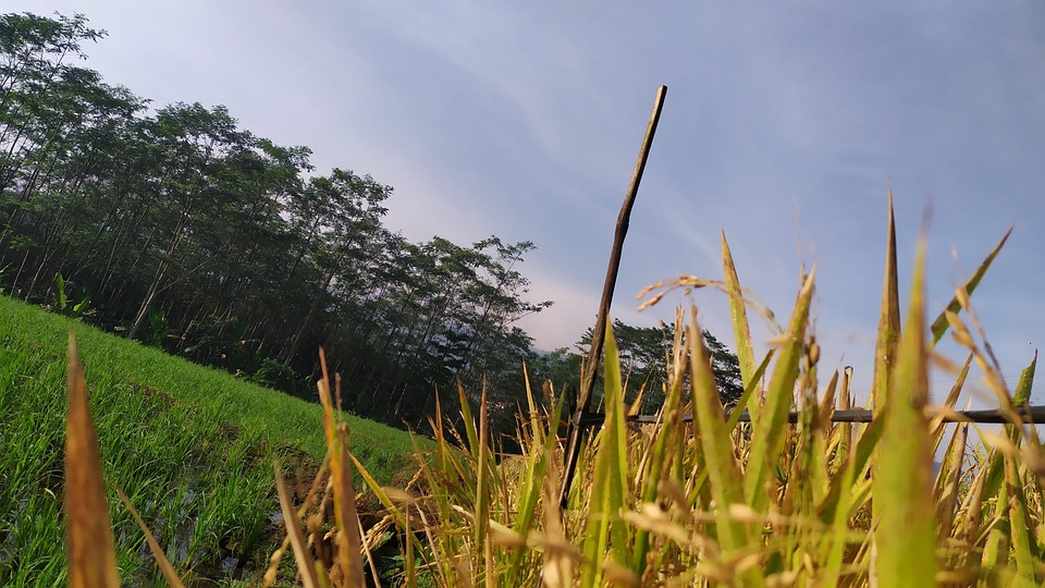 Natural Padi Ricefield - Free photo on Pixabay - Pixabay