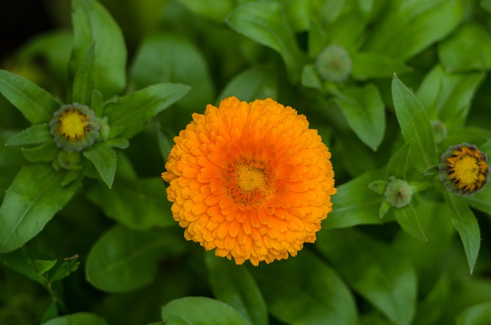 Calendula Souci Fleur D'Oranger - Photo gratuite sur Pixabay - Pixabay