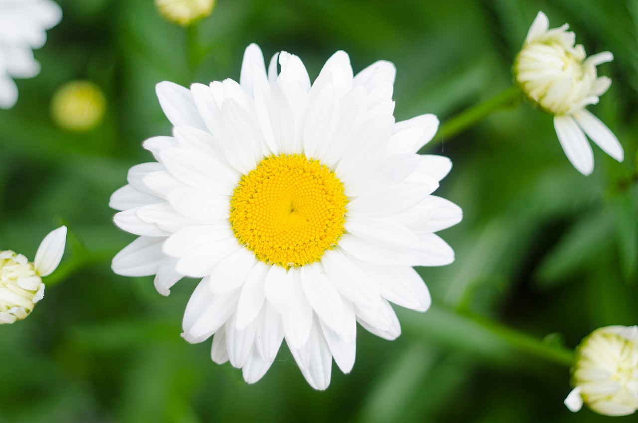 Flores Margarida Natureza - Foto gratuita no Pixabay - Pixabay